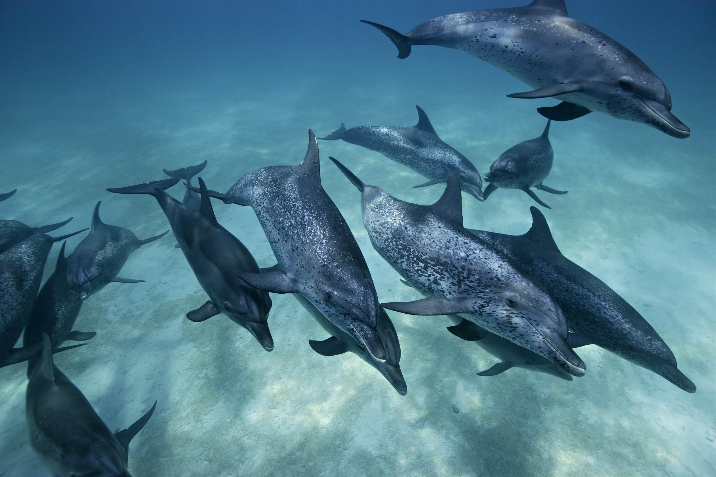 Earth Fixers Series - Sea Ranger Service